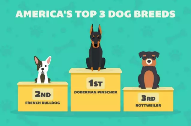 Baseret på internetsøgninger er Dobermans den bedste hund i USA. 14195_2