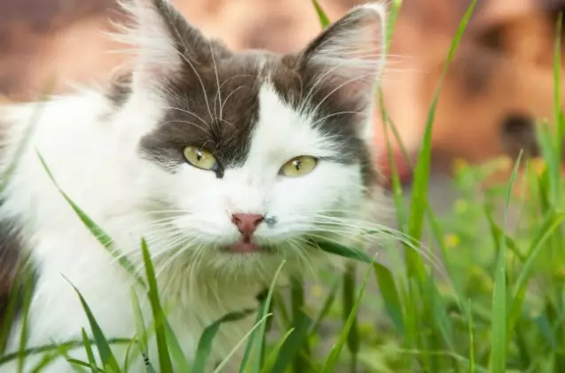 Populara Pesticida Permetrino Povas Esti Venena Al Katoj 14283_1