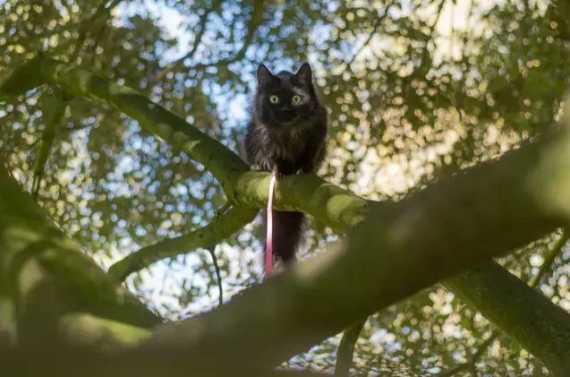 Skreeusnaakse polisie-rekening van kat vas in boom gaan viraal 14395_1