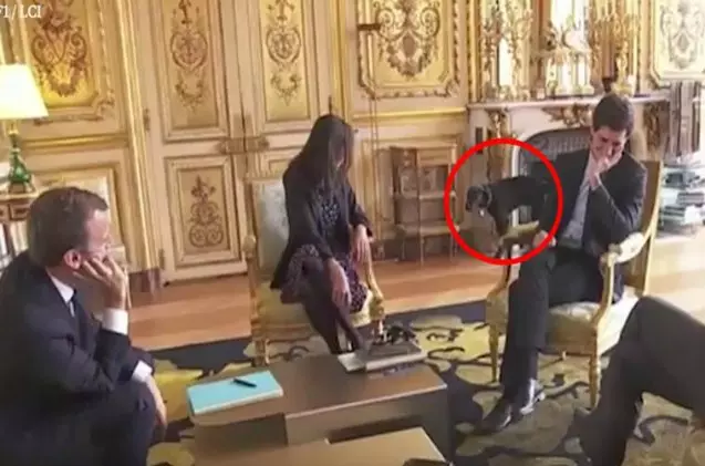 Dem franséische President säin Hond beschëllegt vu Palaislecks (An et ass lëschteg!) [Video] 14396_1