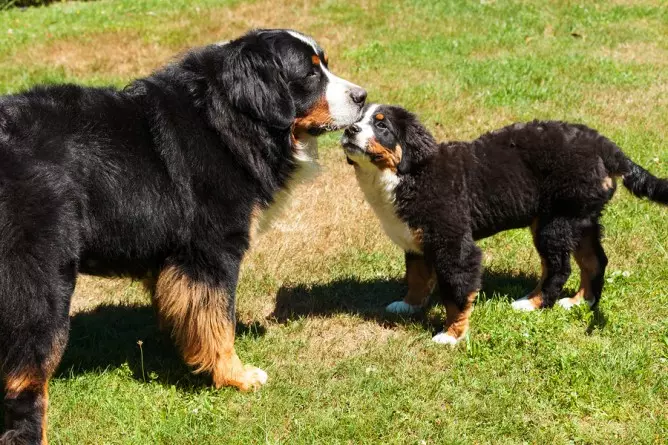 Çift Kaplamalı Köpek Nedir? 144_1