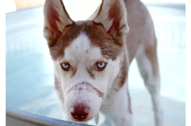 Husky abusado apoya a los niños mientras tienen su día en la corte 14575_1