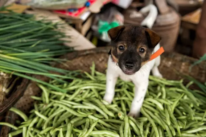 Bolehkah Anjing Makan Kacang Hijau? 14577_1