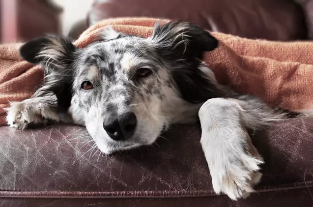 Umgekehrte Zoonose: Können Sie Ihren Hund krank machen? 14595_1