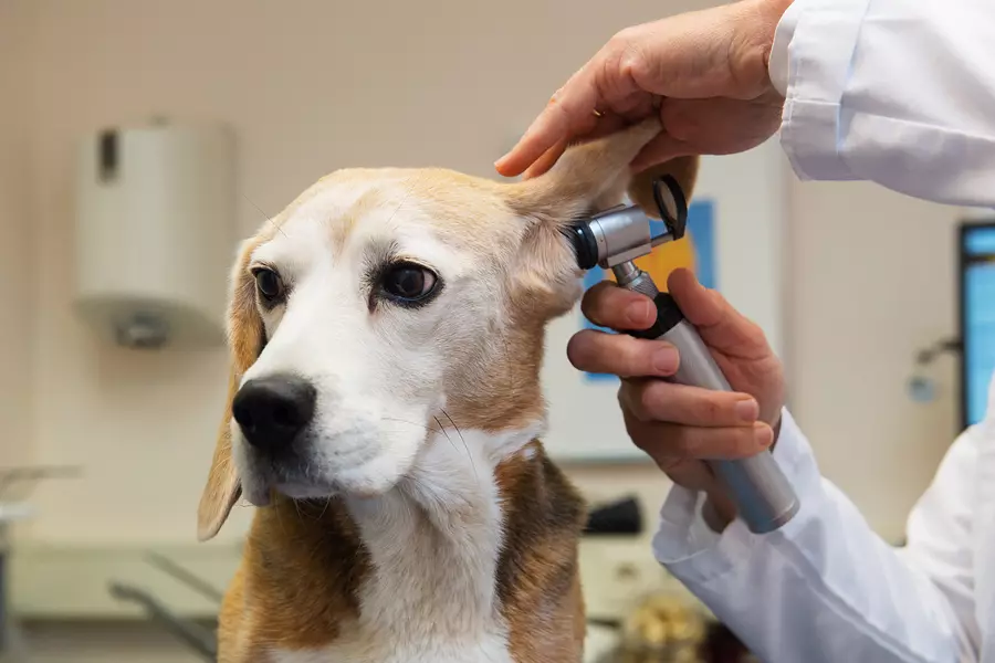 Perché i cani hanno infezioni alle orecchie?