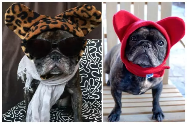 Los gorros Snorf mantendrán abrigado a tu cachorro