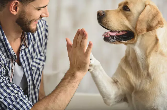 Ang Papel ng Pet Valu na PAWS para Magtaas ng Pondo para sa mga Pet na Nangangailangan 149_1