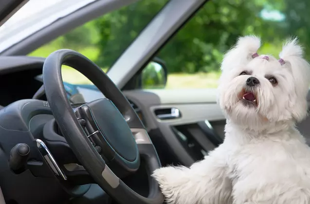 Pangutan-a Ang mga Balhiboon nga Dogfathers: Front Seat Doggie Drivers 15027_1