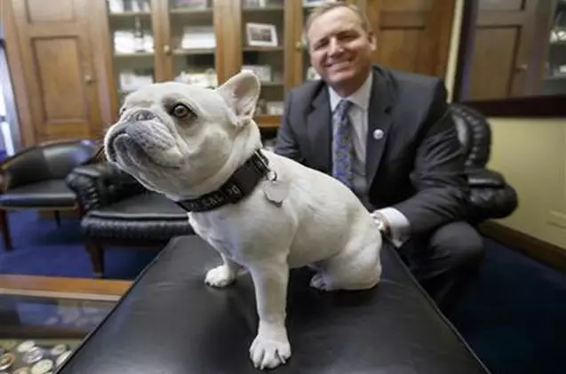 Todos a bordo! Lei que permite cães nos trens da Amtrak está em andamento 15030_1