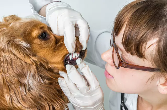 El debate sobre la odontología para mascotas sin anestesia ni sedación 15036_1