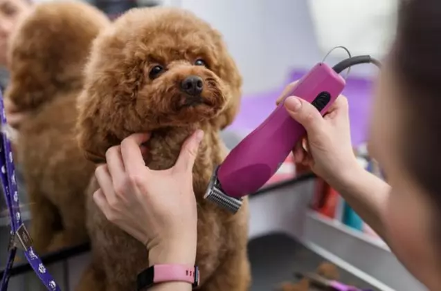 Melhores tosquiadeiras para cães 150_1