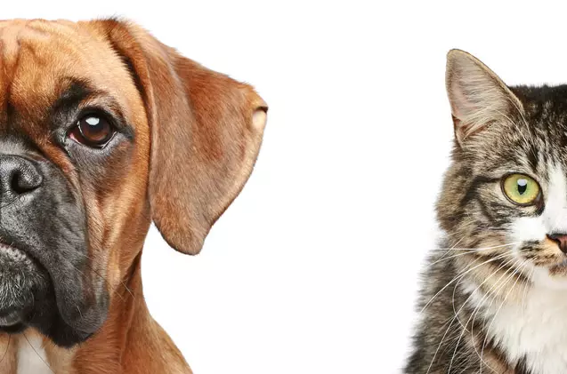 Luptă ca pisicile și câinii: se confruntă cu un câine agresiv pentru pisici