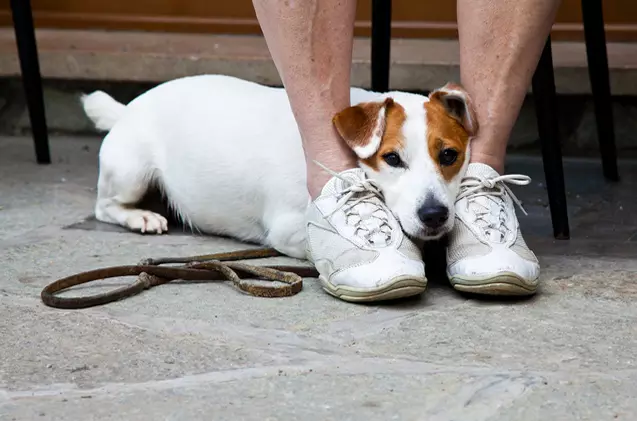 Cynophobia: किन केही मानिसहरू कुकुरहरूसँग डराउँछन्? 15294_1