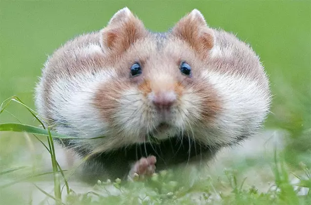 8 HamsterCheeks