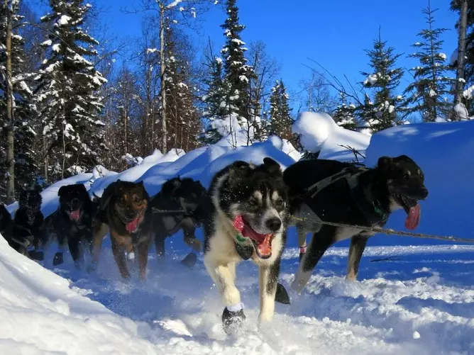 7 Coole feiten oer de Iditarod Race 15320_1