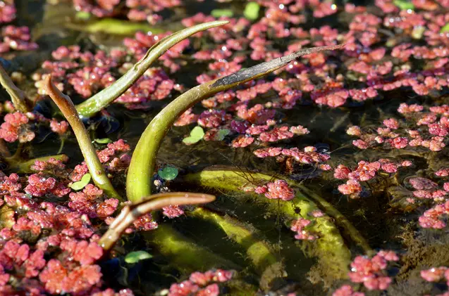 Bo die water se oppervlak: 'n Gids tot opkomende plantgroei 15374_1