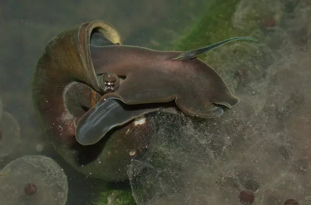 4 vervelende plagen gevonden in uw zoetwateraquarium 15524_1