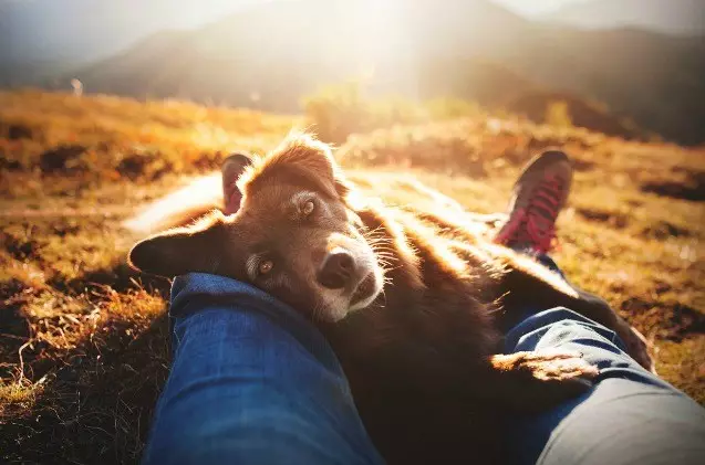 Mükemmel Resim: Bu Köpek Fotoğrafçılarının Ödüllü Resimlerine Bakın 156_1