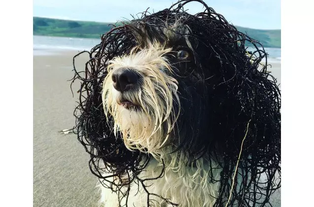 Mükemmel Resim: Bu Köpek Fotoğrafçılarının Ödüllü Resimlerine Bakın 156_11