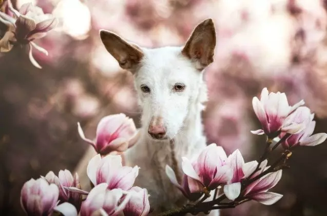 Mükemmel Resim: Bu Köpek Fotoğrafçılarının Ödüllü Resimlerine Bakın 156_2