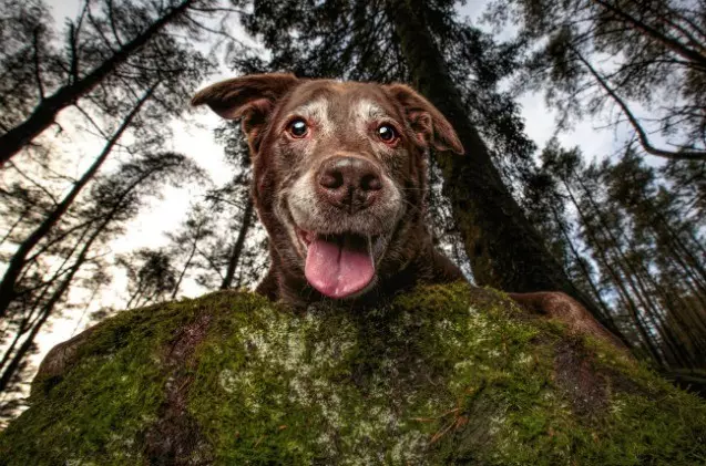 Imagem perfeita: confira as fotos premiadas desses fotógrafos de cães 156_3