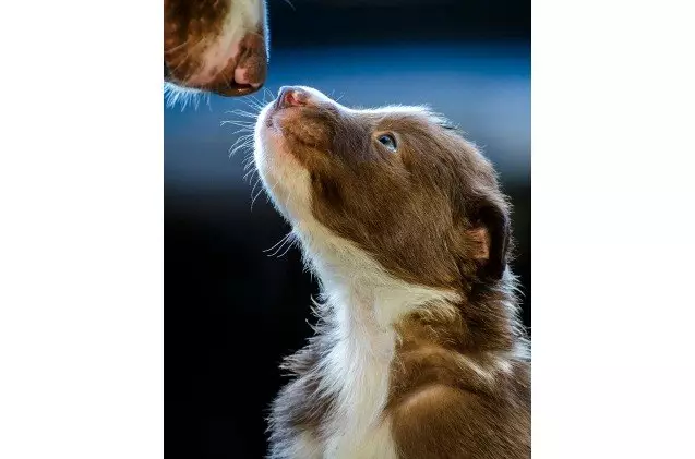 Imagem perfeita: confira as fotos premiadas desses fotógrafos de cães 156_7