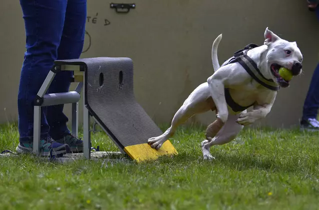 Top 10 Flyball hundategundir 1573_1