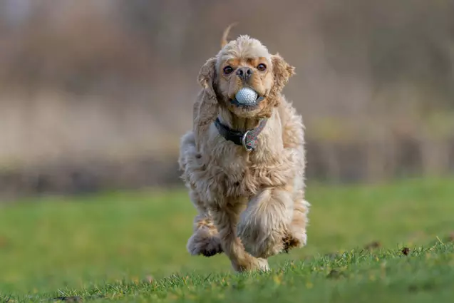 Noocyada Eyga Flyball: American Cocker Spaniel