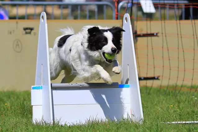 Eyda Flyball: Border Collie