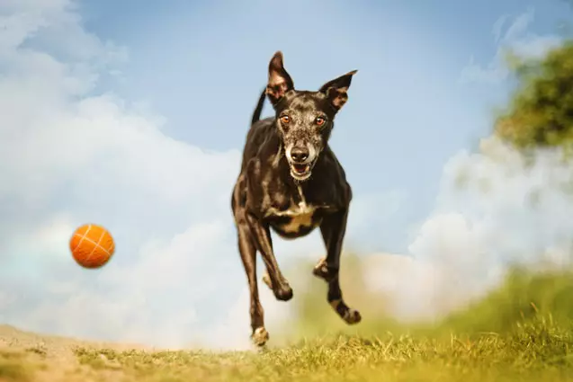 Flyball hundategundir: Whippet