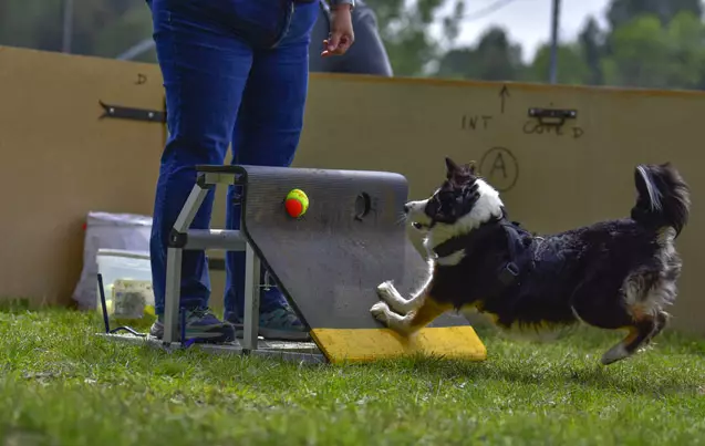 Flyball hundategundir: Australian Shepherd