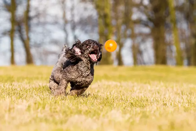 Noocyada Eyga Flyball: Poodle Yar