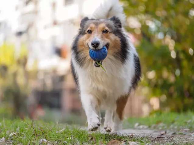 Noocyada Eyga Flyball: Shetland Sheepdog