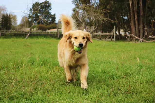 Flyball hundategundir: Golden Retriever