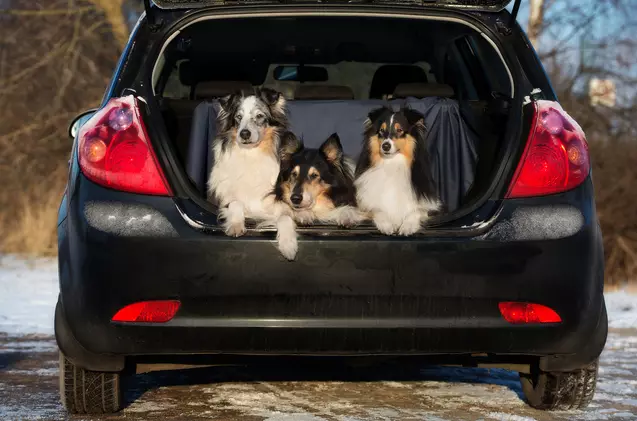 10 Suggerimenti per l'auto perfettamente pulita per i viaggi su strada con animali domestici 16077_1