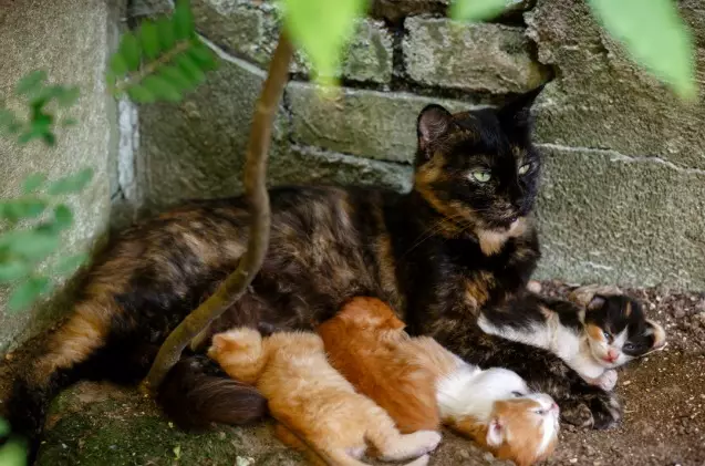 Nyu-Meksiko qanunvericiləri spay və neuter proqramları üçün ev heyvanları qidası vergisini nəzərdən keçirir 16322_1