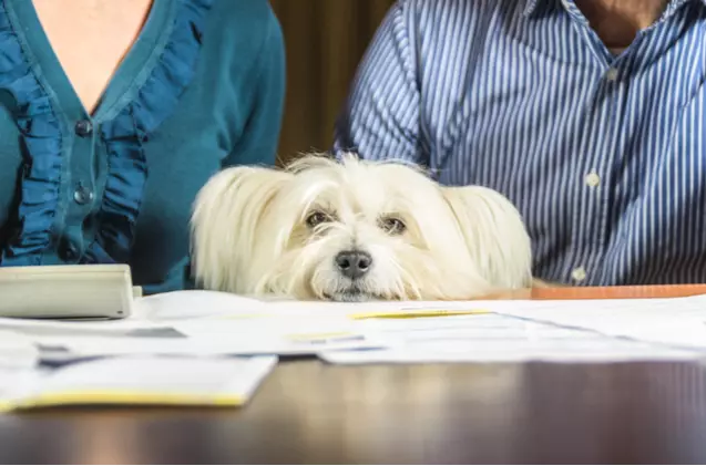 Ziņojumi atklāj, ka lielākā daļa ASV mājdzīvnieku īpašnieku nevarēja atļauties ārkārtas veterinārārsta rēķinu 163_1