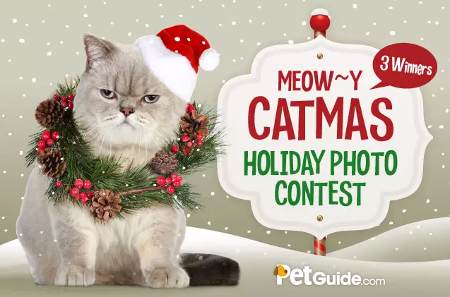 Διαγωνισμός φωτογραφίας Petlinks Meowy Catmas 16422_1