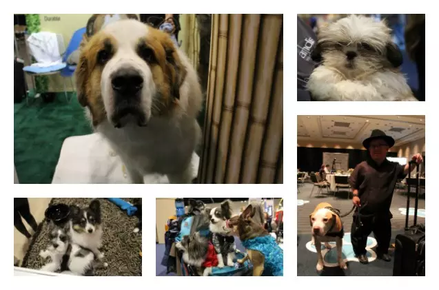 Top 10 sødeste kæledyr på Global Pet Expo 16429_1