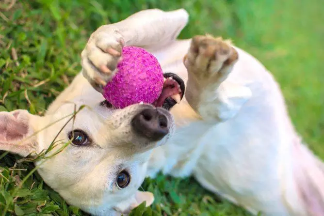 Quali giocattoli per cani sono sicuri? 16454_1