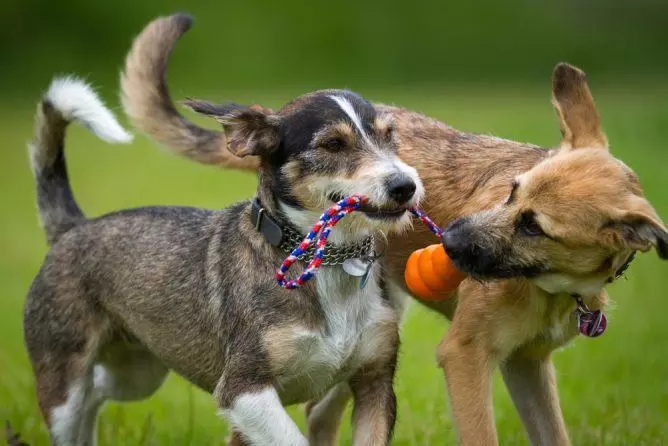 5 voordelen van spelen met je hond 16498_1