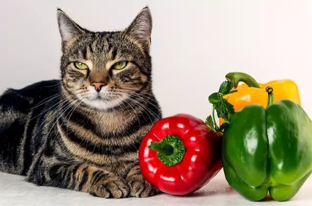 Is-sidien tal-qtates li jitimgħu l-annimali domestiċi tagħhom Dieta Vegana Jistgħu jiffaċċjaw multi jew ħin ta’ ħabs, iwissi l-RSPCA 16510_1