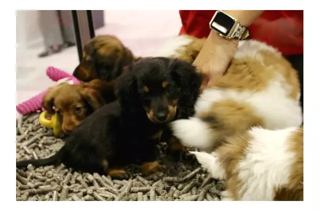 I-Dachshund enhle kakhulu eyake yaba se-Global Pet Expo