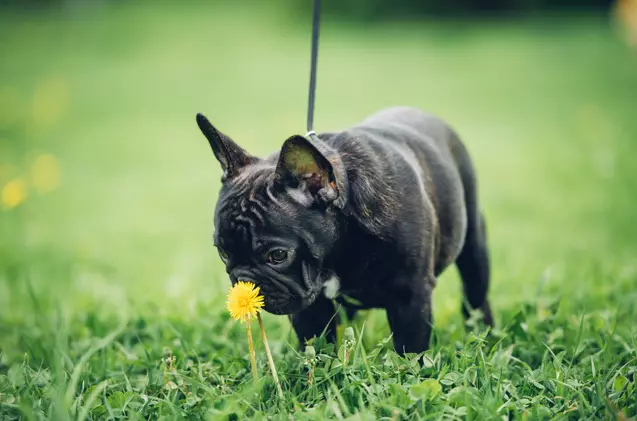 Perché dovresti far annusare il tuo cane durante le passeggiate 16608_1