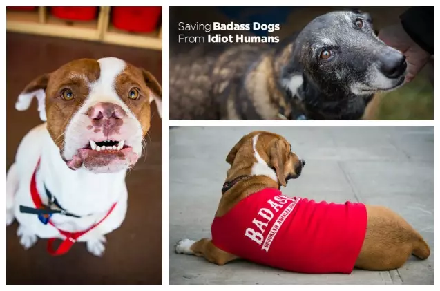 Shelter Spotlight: Badass Brooklyn Animal Rescue 16802_1