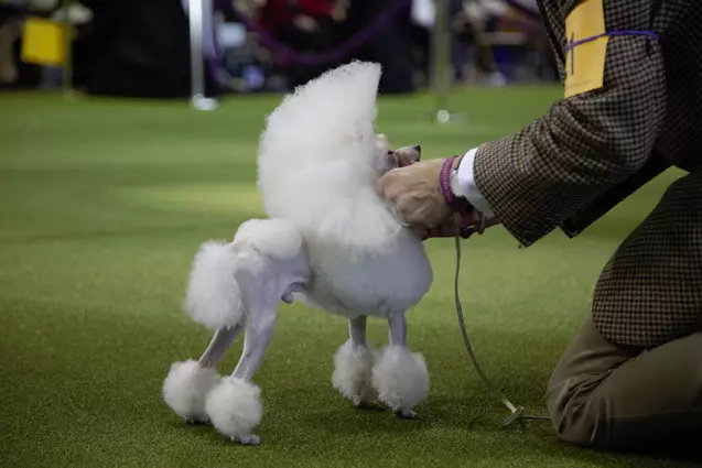 Best Poodles pa2017 Westminster Imbwa Show 16850_1