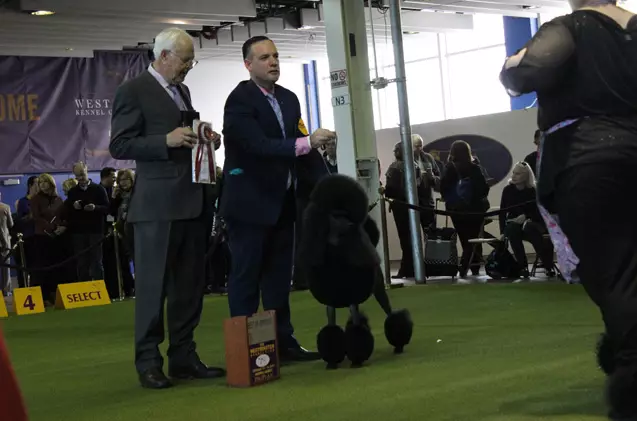 Best Poodles pa2017 Westminster Imbwa Show 16850_10