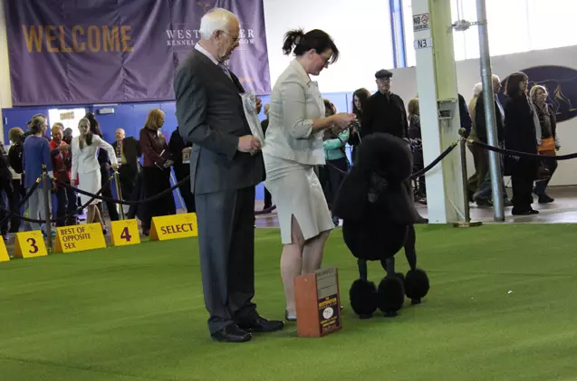 Labing maayo nga Poodle sa 2017 Westminster Dog Show 16850_11