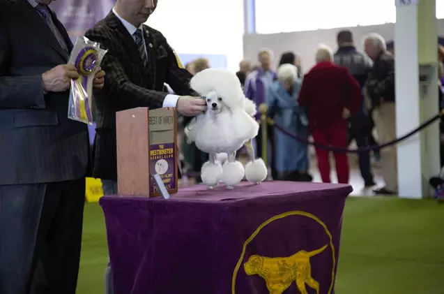 Beste poedels op de Westminster Dog Show 2017 16850_2