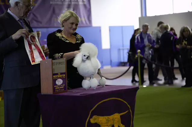 Zoo tshaj Poodles ntawm 2017 Westminster Dog Show 16850_3